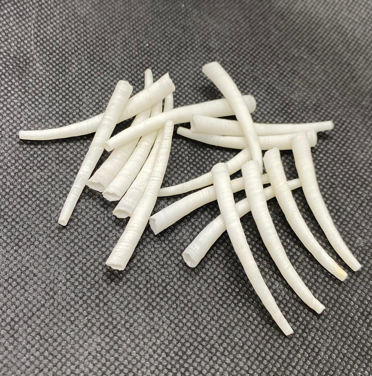 Natural Smooth Dentalium Beads Gold Standard - Matte Sea Shell Tusk ...