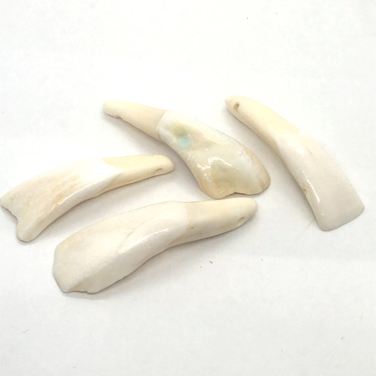 Natural Buffalo Bone Tooth Pendant - 4pcs – Beadazzle Bead Outlet
