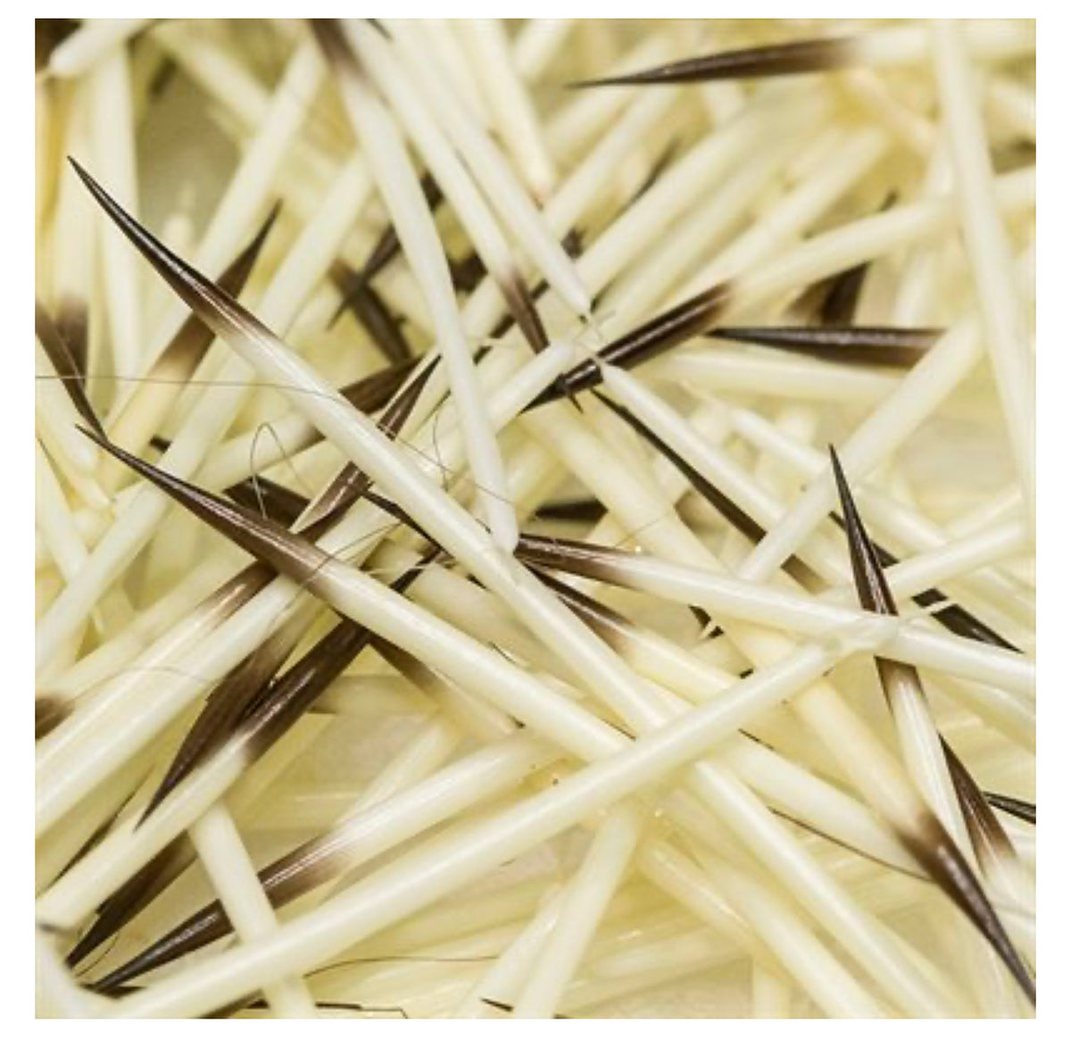 Porcupine Quills Approx 1500 to 2,000pcs – Beadazzle Bead Outlet